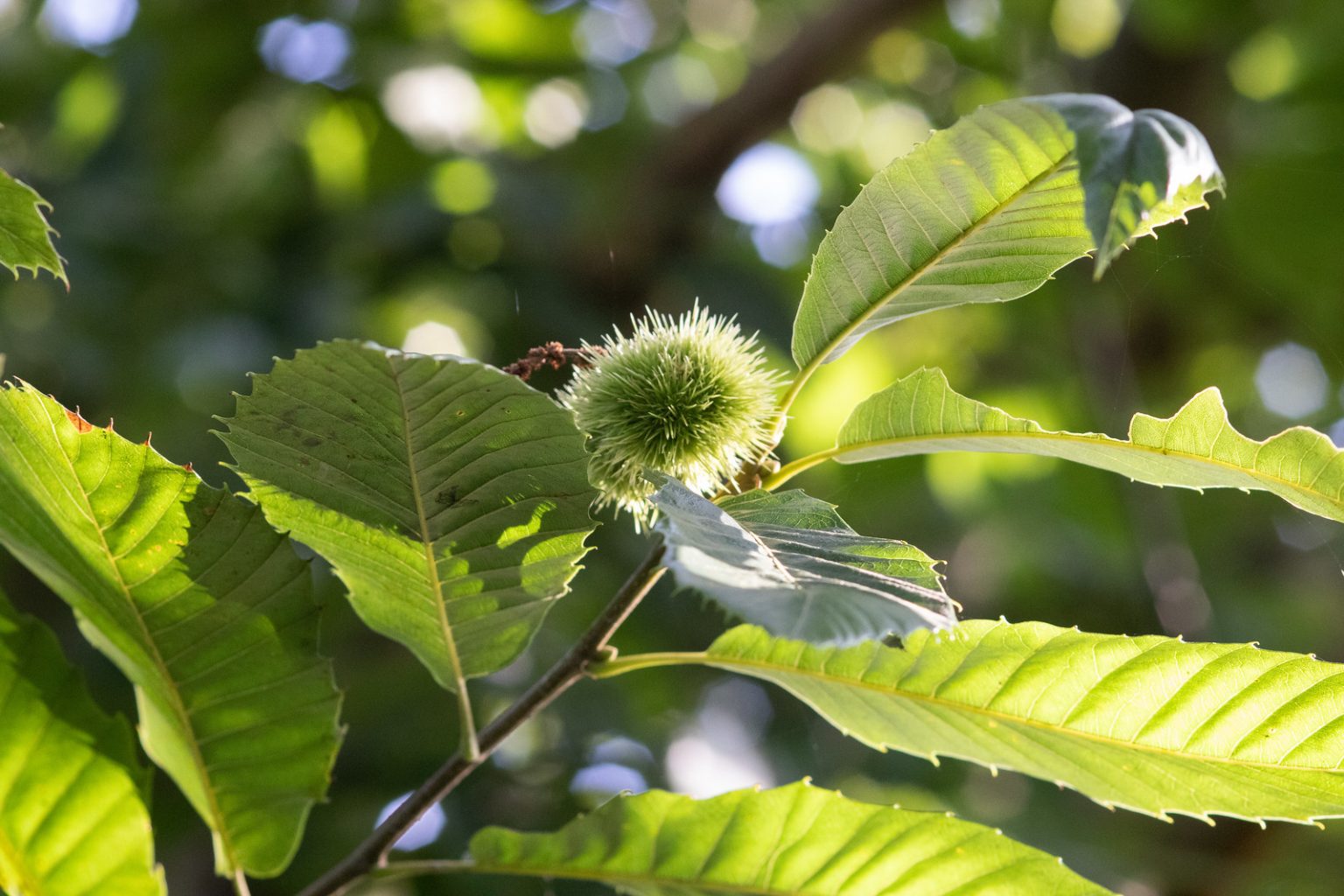 Payments to improve tree health – Farming