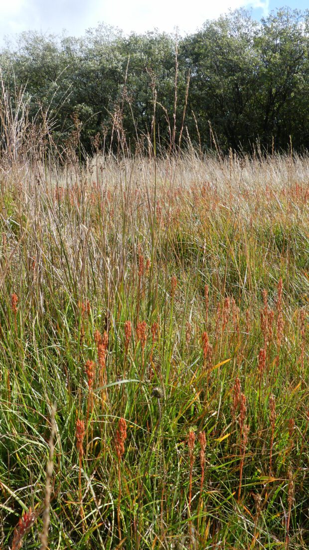 Farm visit: Challacombe Farm on Dartmoor – Farming