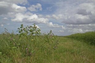 Higher Level Stewardship – Farming