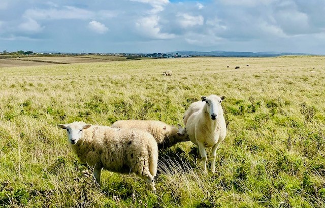 Mandatory sheep carcase classification and price reporting introduced ...