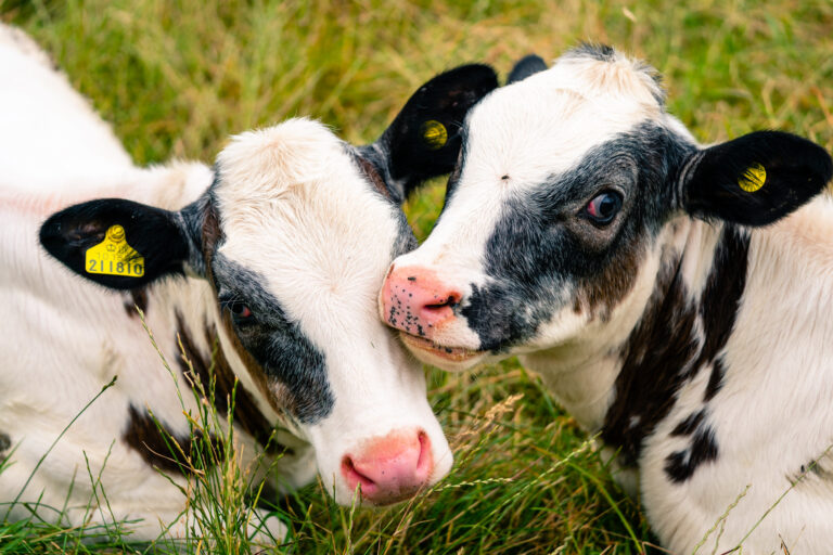 Consultation reminder: animal health and welfare mandatory measures ...